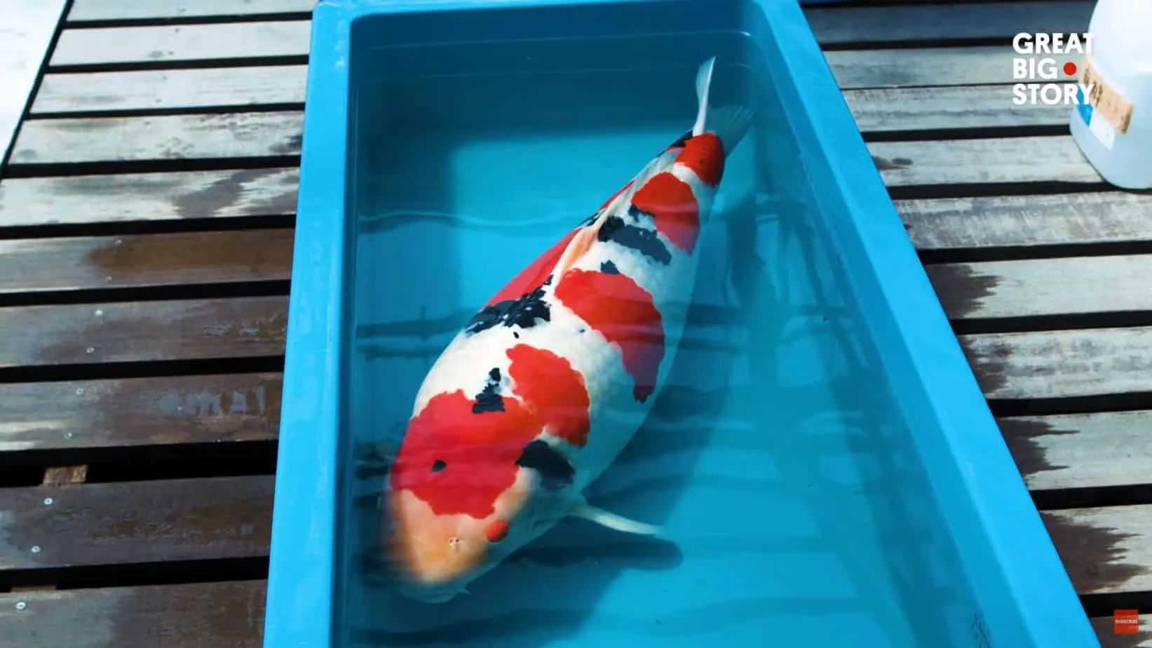 Here’s how Japan’s king of carp breeds his million-dollar koi fish