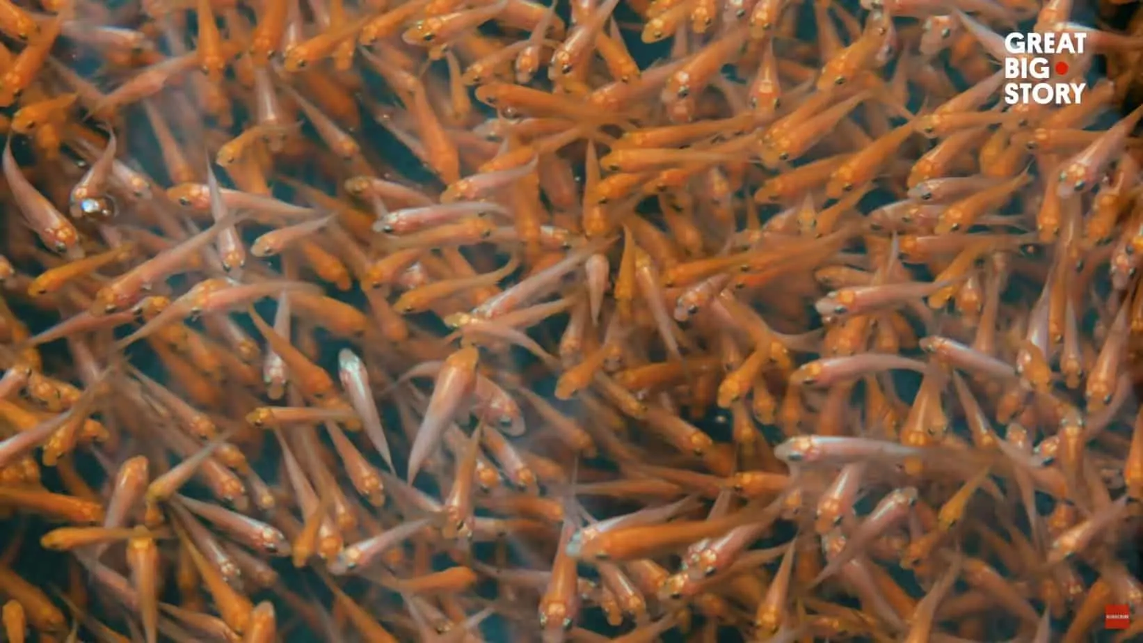 Here’s how Japan’s king of carp breeds his million-dollar koi fish