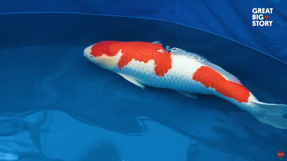 Here’s how Japan’s king of carp breeds his million-dollar koi fish