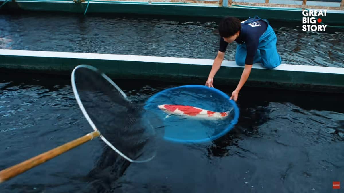 Here’s how Japan’s king of carp breeds his million-dollar koi fish