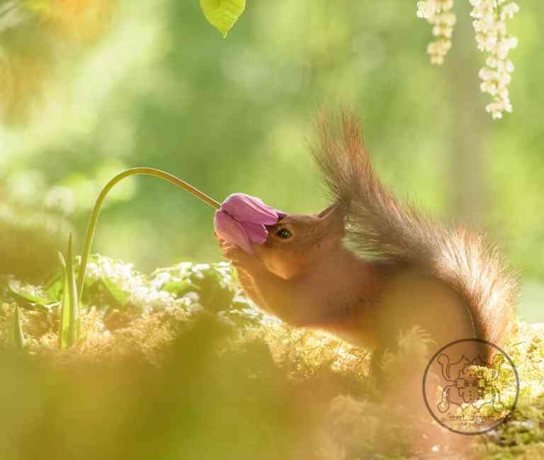 Photographer captures whimsical photos of red squirrels interacting ...