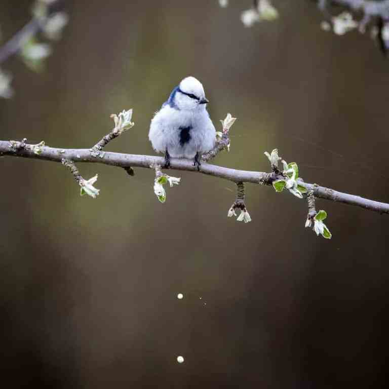 The tiny blue and white Azure Tit is one of the cutest birds you'll ...