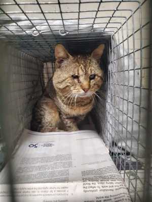 Blind feral stray cat transforms into 'friendliest' pet after hard life ...