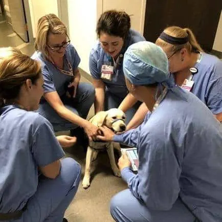 Beloved service dog moves on after helping hospital staff get through ...