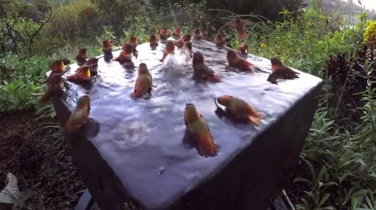 Rare moment captured hummingbirds enjoying an epic pool party