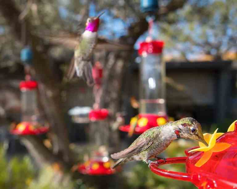 Rare moment captured hummingbirds enjoying an epic pool party