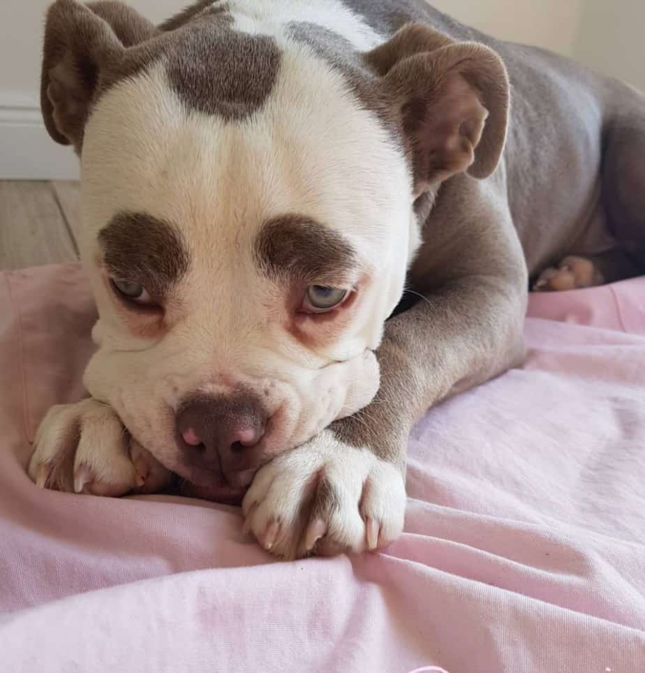 She is the 'saddest' looking dog on the planet whose pictures will make ...