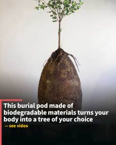 This burial pod made of biodegradable materials turns your body into a ...