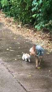 Tiny dog out for potty break finds abandoned kitten on the street and ...