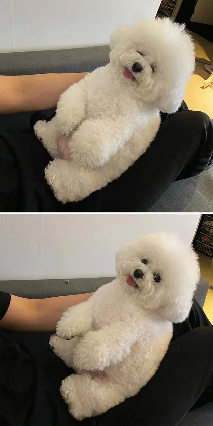 A fluffy Bichon Frise is charming the internet with her silly facial ...
