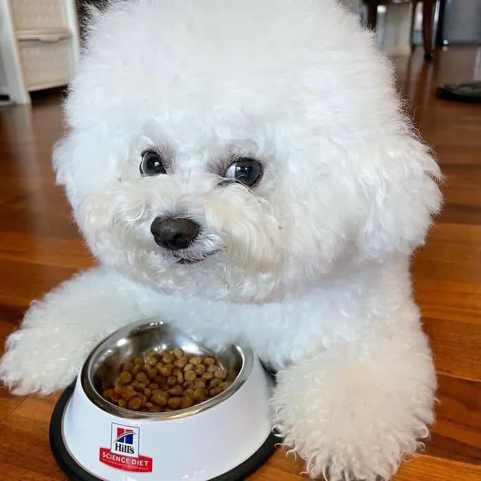 A fluffy Bichon Frise is charming the internet with her silly facial ...