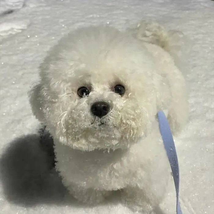 A fluffy Bichon Frise is charming the internet with her silly facial ...