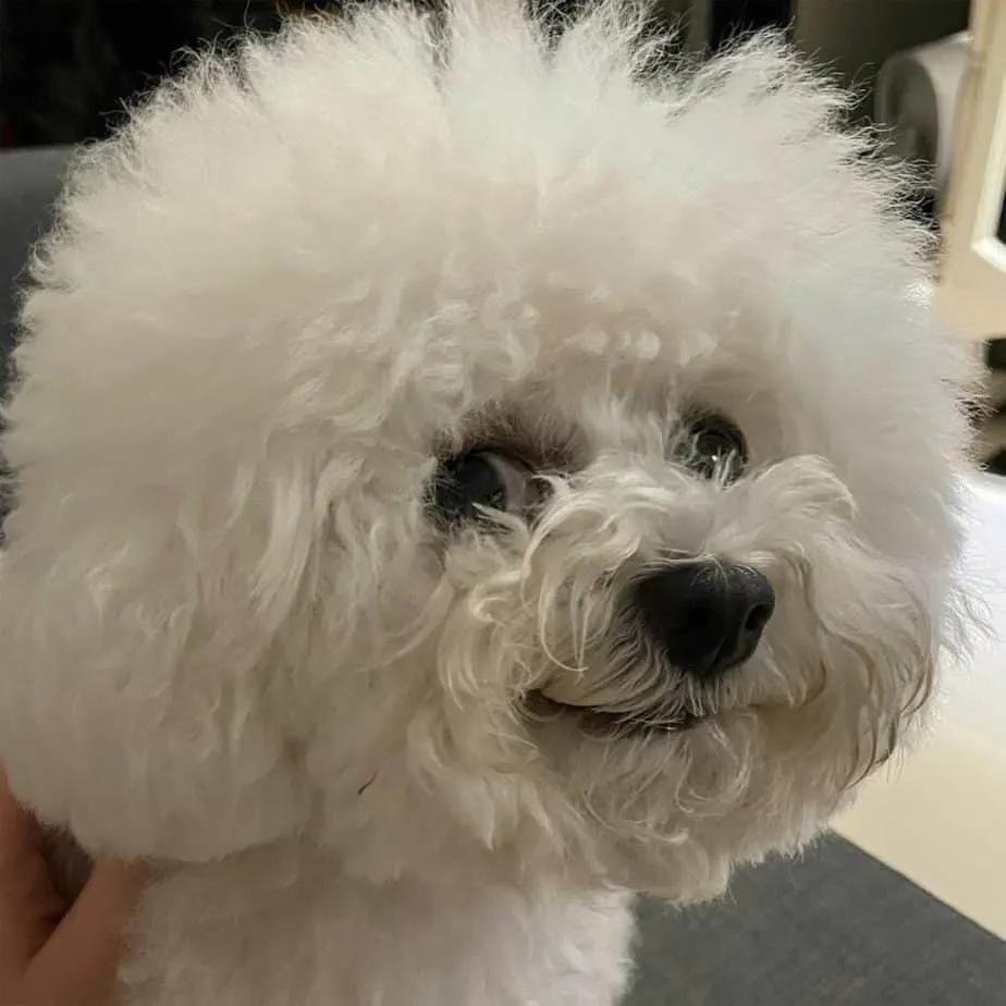 A fluffy Bichon Frise is charming the internet with her silly facial ...