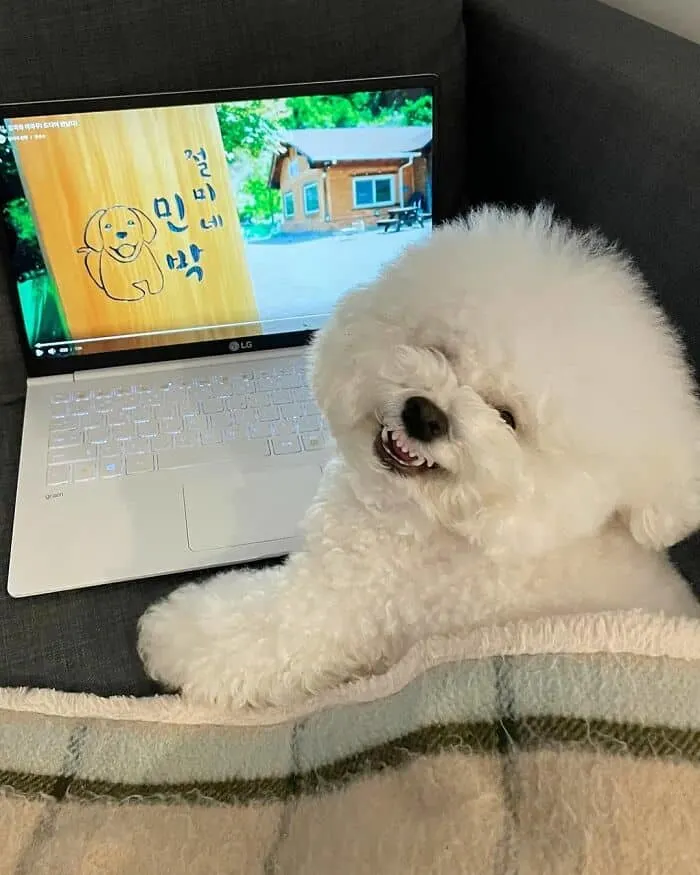 A fluffy Bichon Frise is charming the internet with her silly facial ...