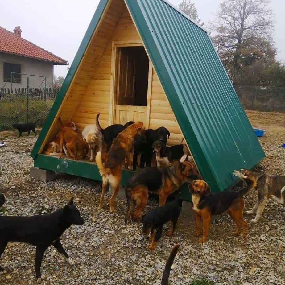 Man who spent years rescuing dogs arrested but now back to continue his ...