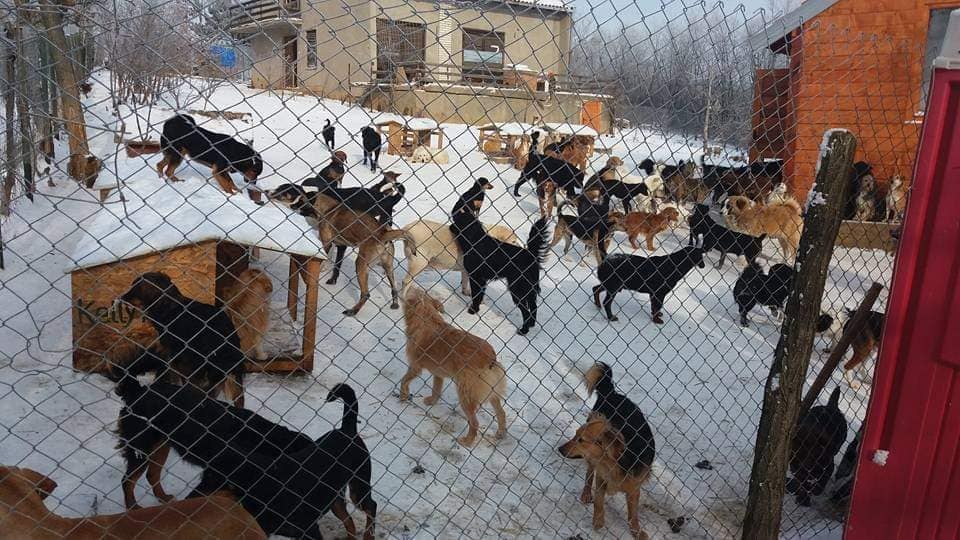 Man who spent years rescuing dogs arrested but now back to continue his ...