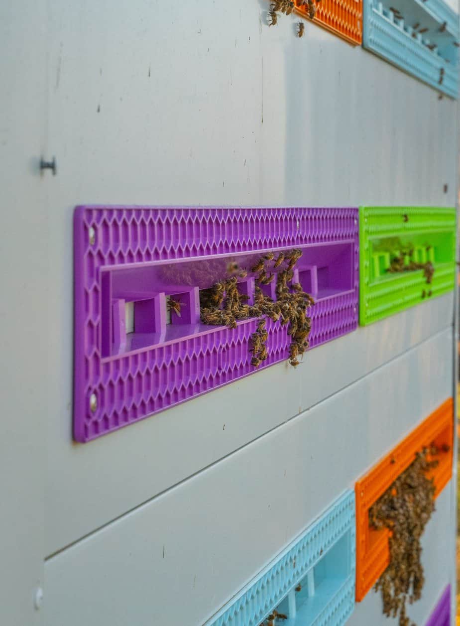 Innovative robotic beehive secures funding to save bees
