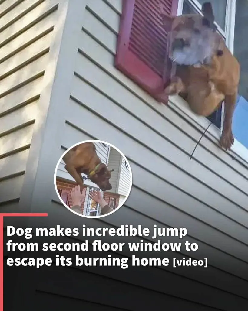 The incredible dog rescue story caught on video