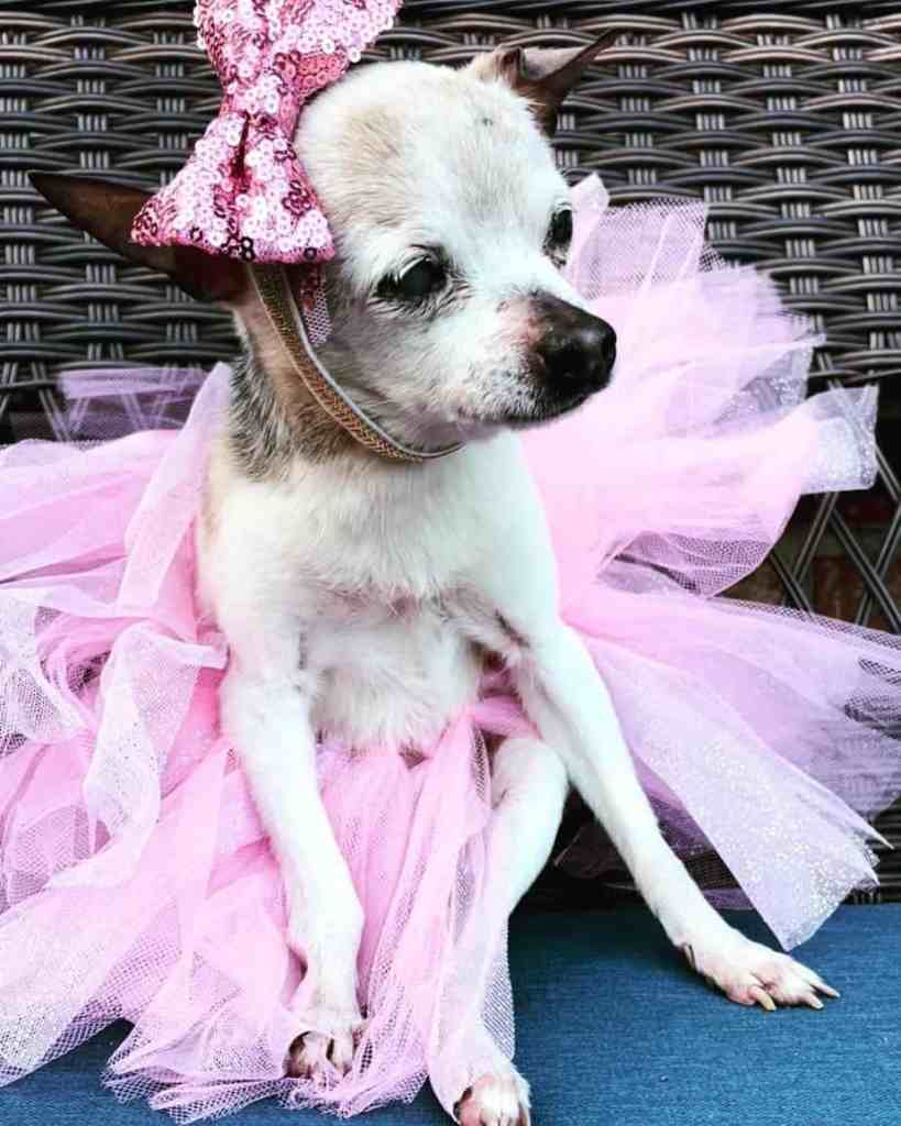 22-year-old Pebbles earns oldest living dog title from Guinness ...