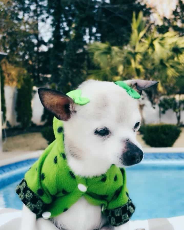 22-year-old Pebbles earns oldest living dog title from Guinness ...