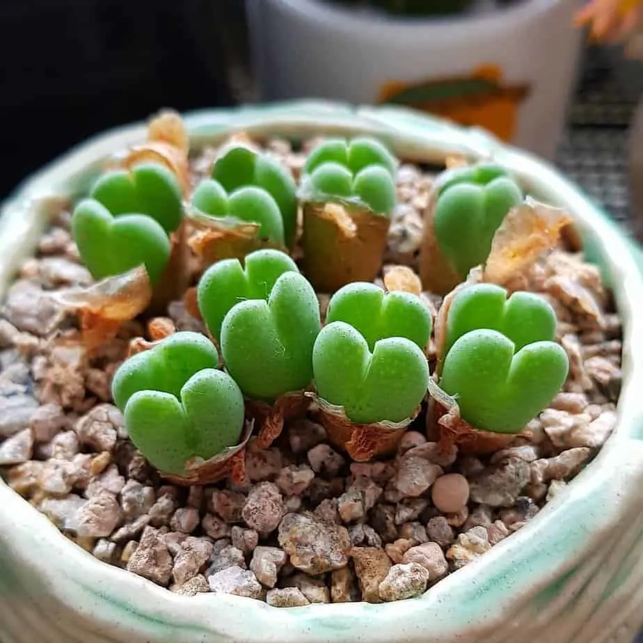 This succulent plant shaped like tiny hearts looks like it came ...