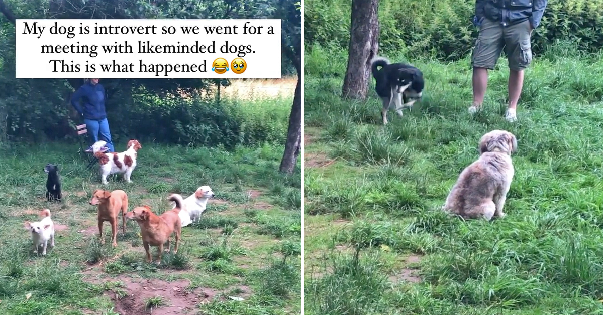 This is what happens when you put a group of introverted dogs together