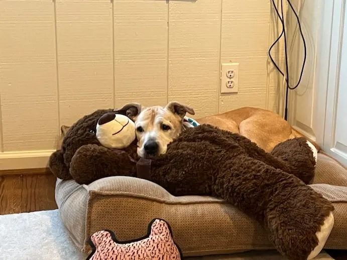 15-year-old dog left at shelter to be put down now living her best life ...