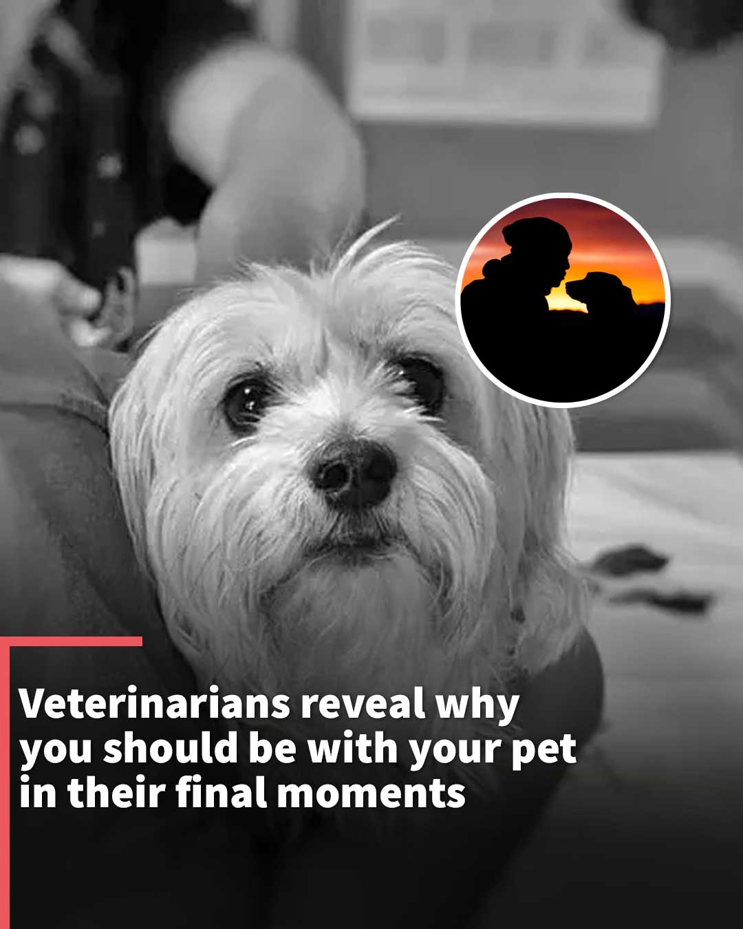 Here is why you should be with your pet in their final moments