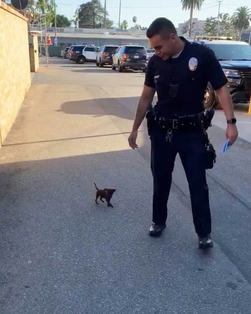 Tiny dog follows his rescuer around and becomes newest 'member' of LAPD ...