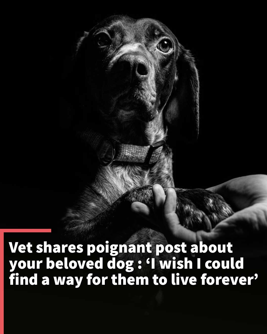 Veterinarian Heartfelt Post About Beloved Dogs