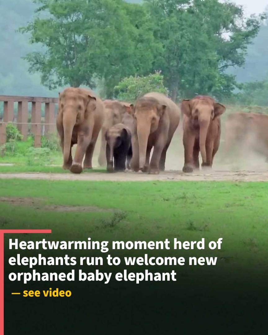 Heartwarming moment herd of elephants run to welcome new orphaned baby ...