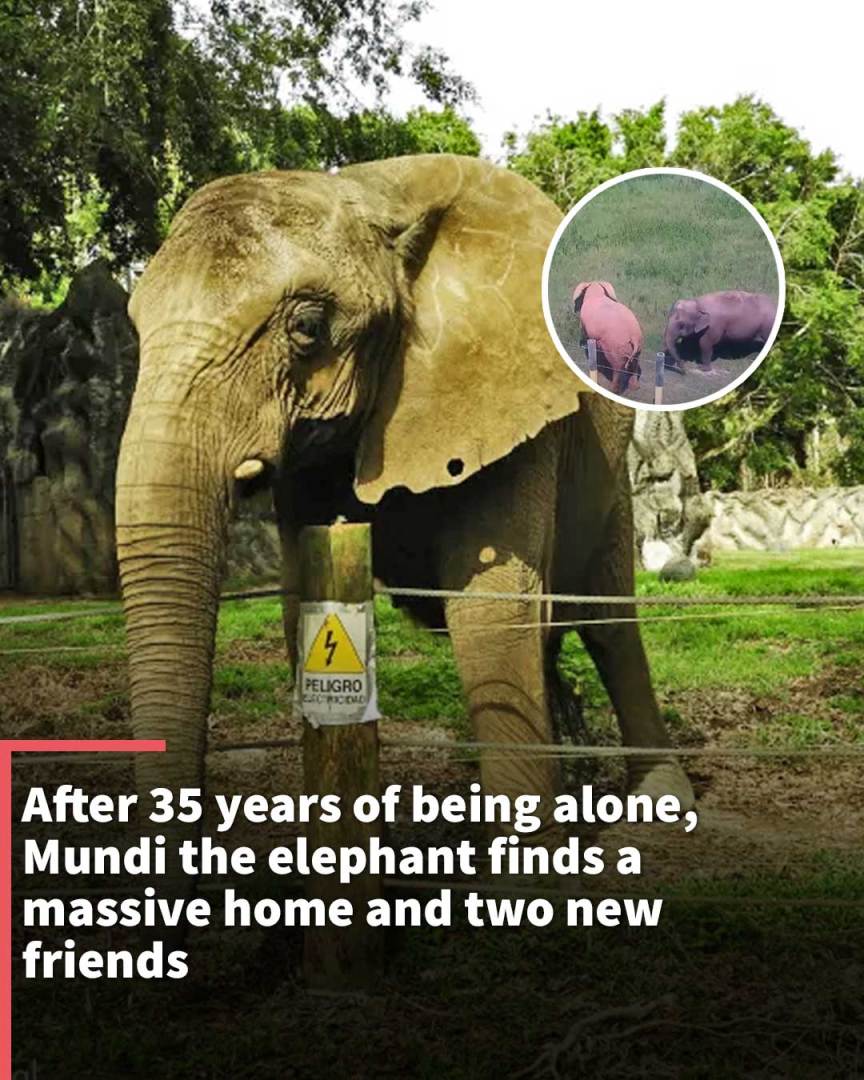 Mundi the elephant finds a massive home and two new friends