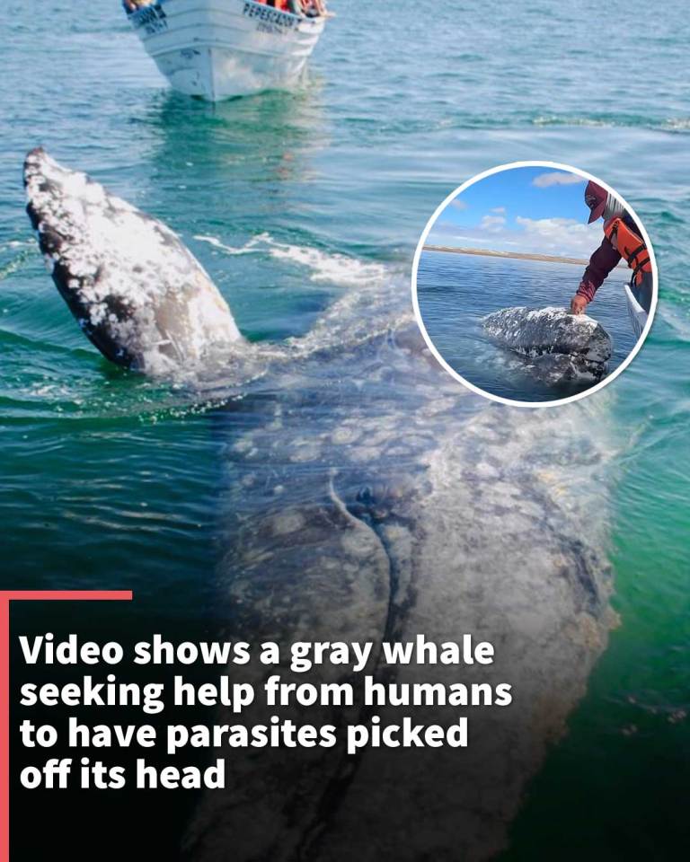Gray whale approaches boat, seeks help from humans