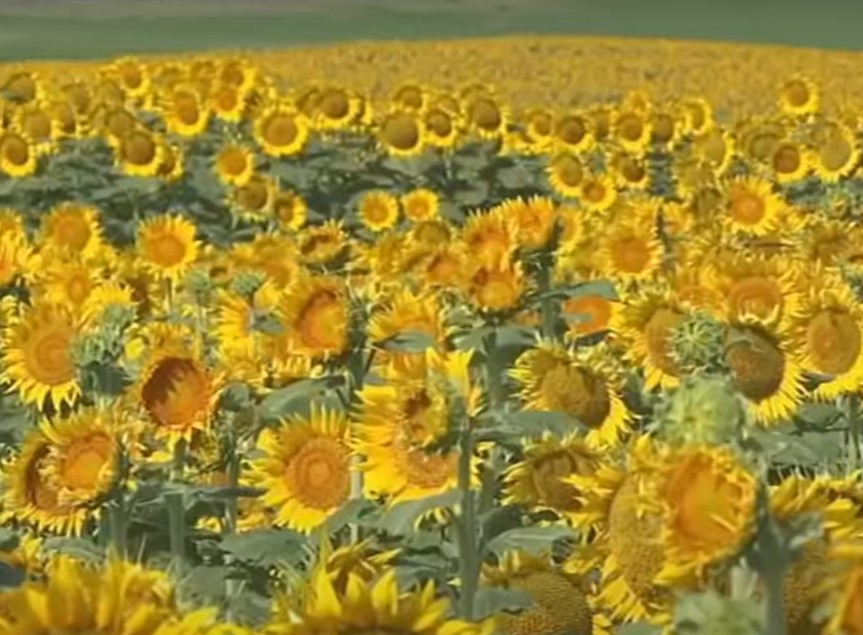 Farmer gifts wife with huge sunflower field on wedding anniversary
