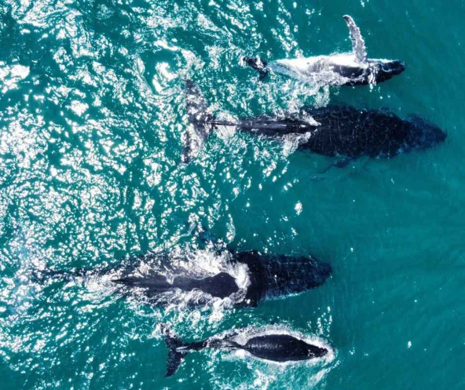 Scientists solved the mystery of how whales create their songs