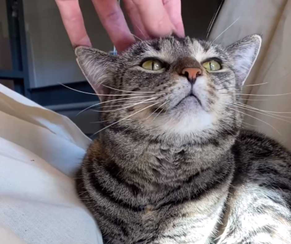 Couple Creates Tiny Replica of Cat's Favorite Couch