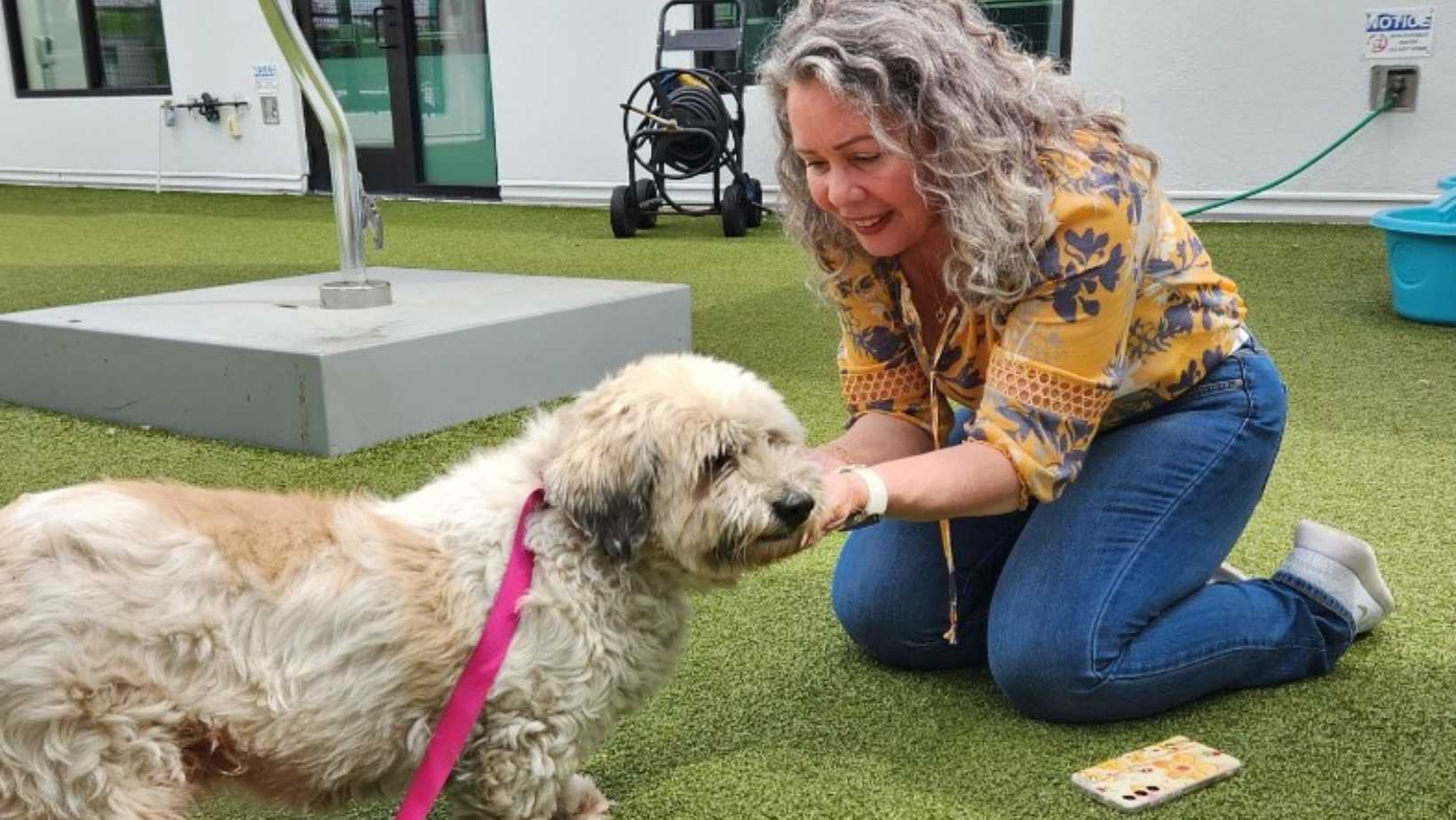 Family Reunites with Lost Dog Thanks to Microchip Updates