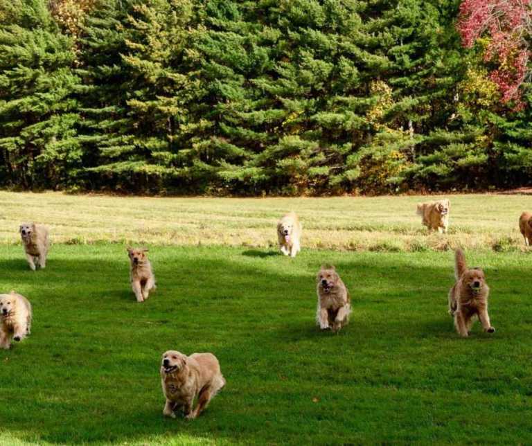 This Golden Retriever Farm Is a Must-Visit For Dog Lovers