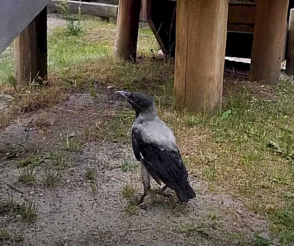 Special Bond: Little Boy Becomes Crow's Best Friend