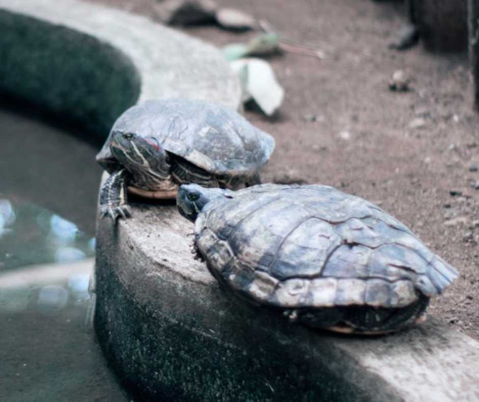 Japan Railway Workers Install ‘Turtle Tunnels’