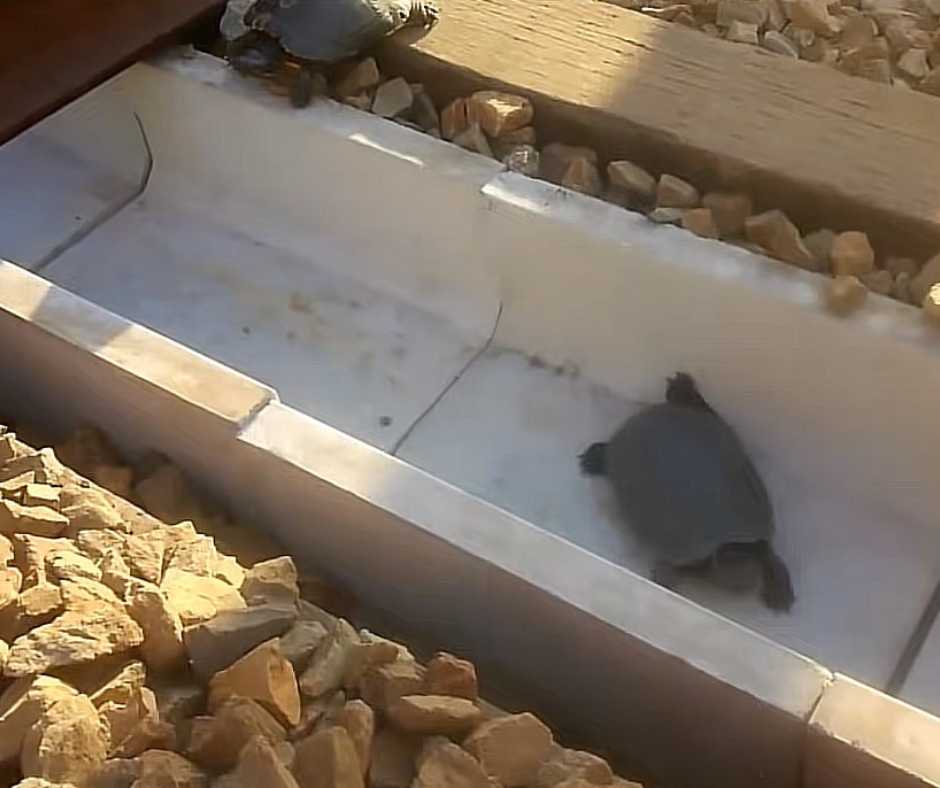 Japan Railway Workers Install ‘Turtle Tunnels’