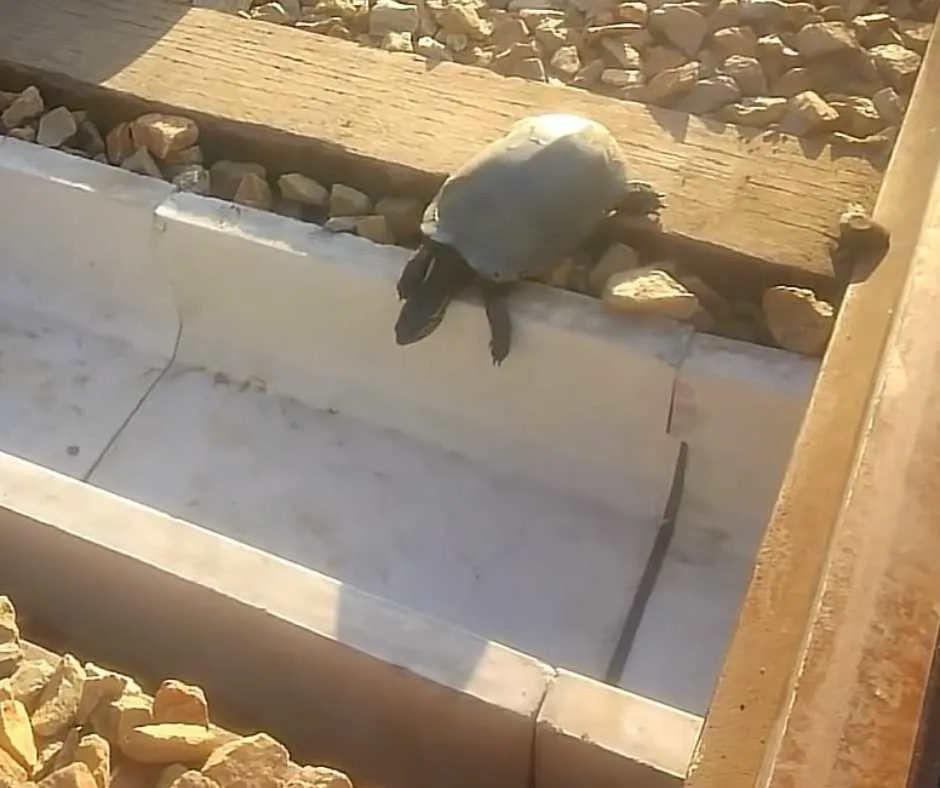 Japan Railway Workers Install ‘Turtle Tunnels’