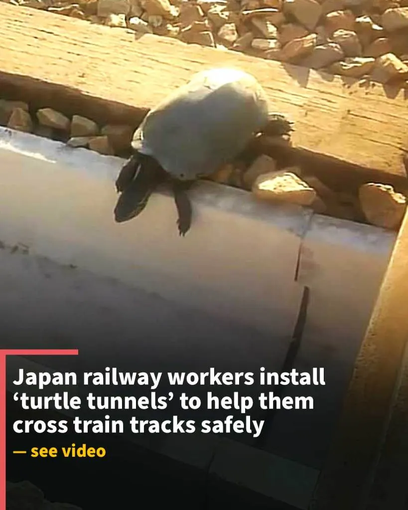 Japan Railway Workers Install ‘Turtle Tunnels’