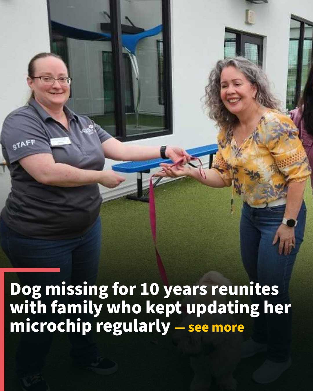 Family Reunites with Lost Dog Thanks to Microchip Updates