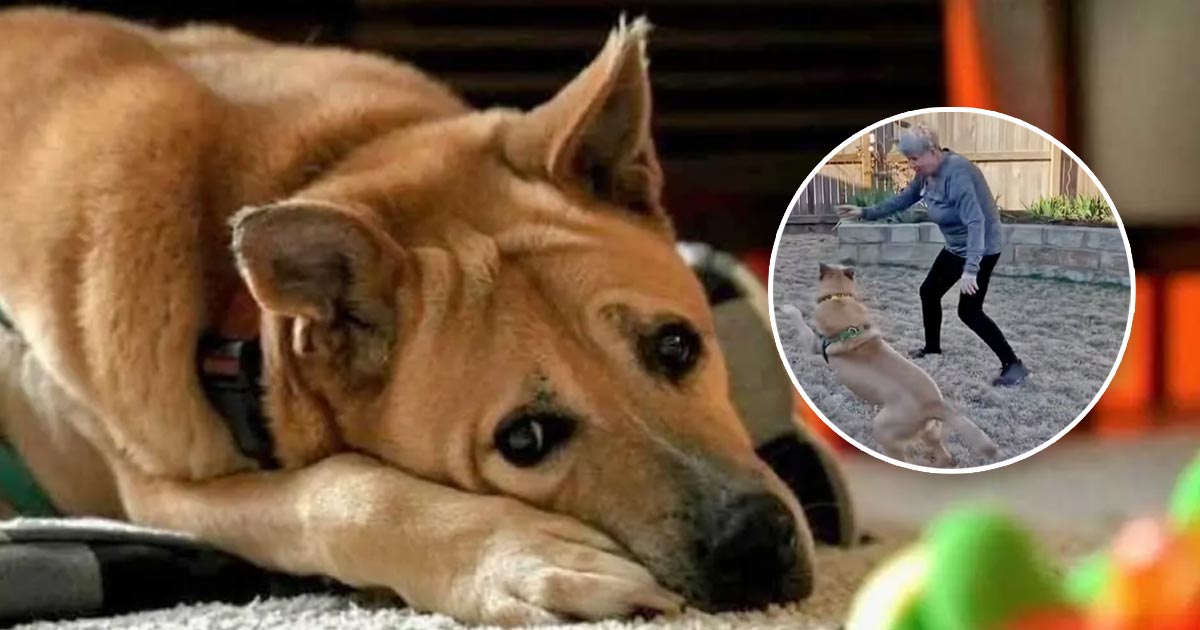 Senior Dog Finds Forever Home With Elderly Woman