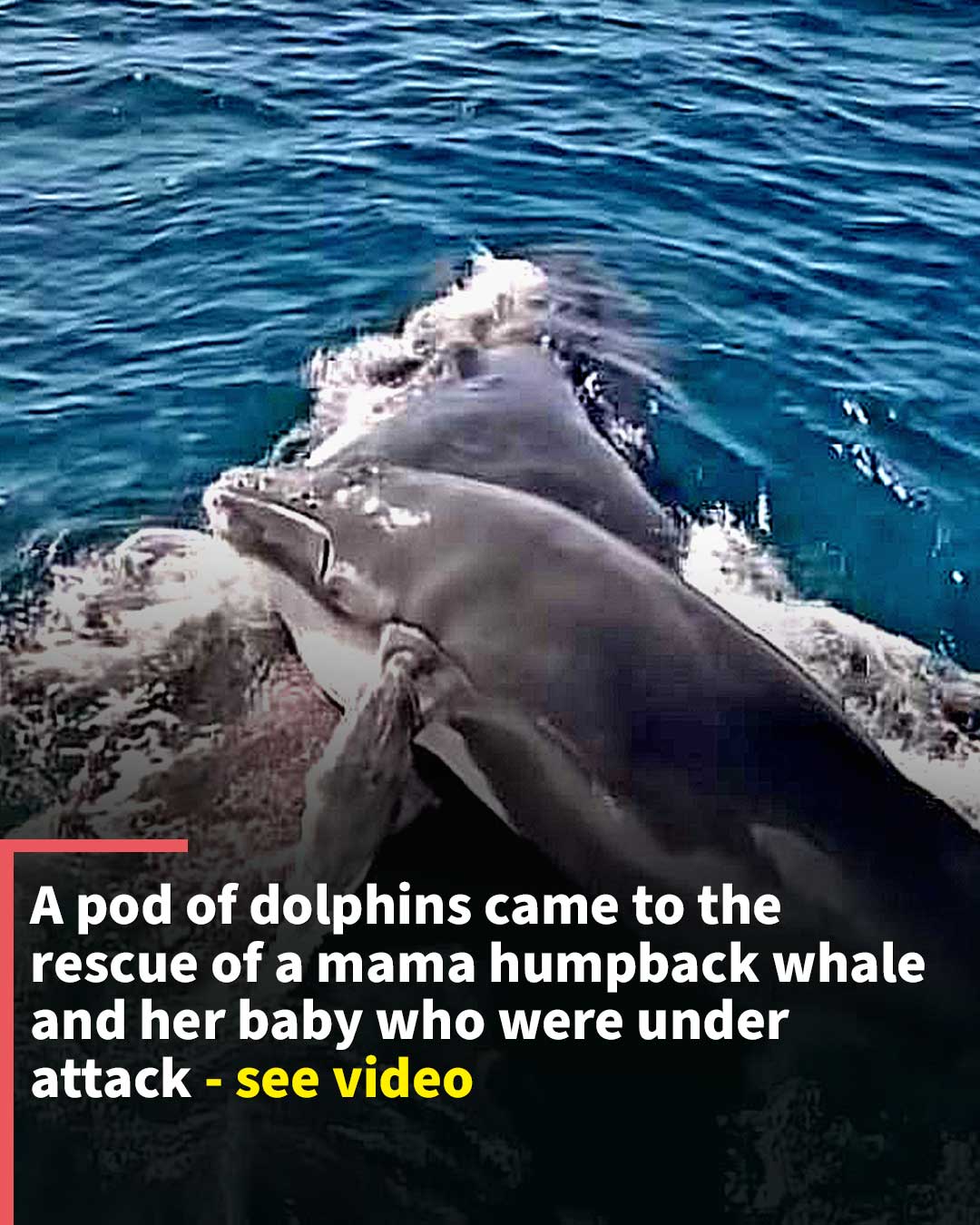 Dolphins Rescue Humpback Whale and Baby Under Attack