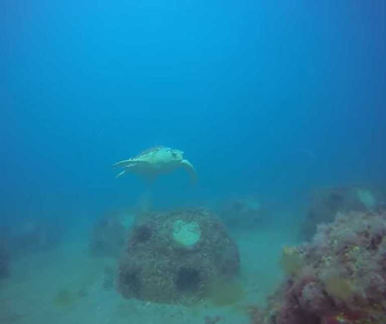 Families Transform Cremated Remains into Eternal Reefs