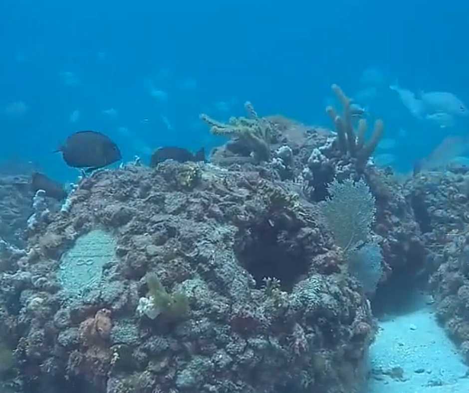 Families Transform Cremated Remains into Eternal Reefs