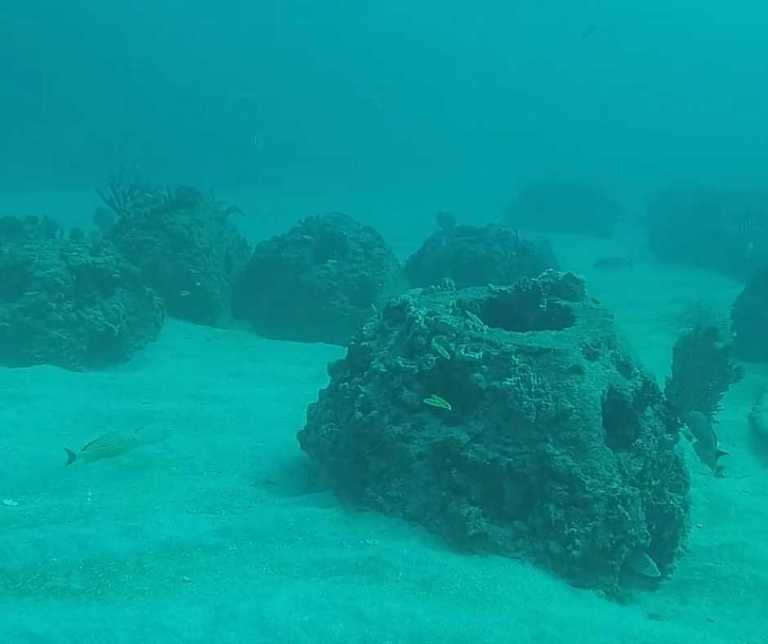 Families Transform Cremated Remains into Eternal Reefs