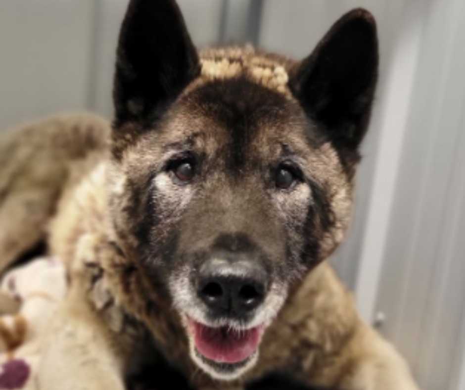 Akita 'Hero' Saves Owner Trapped for Days in Cold, Coyotes